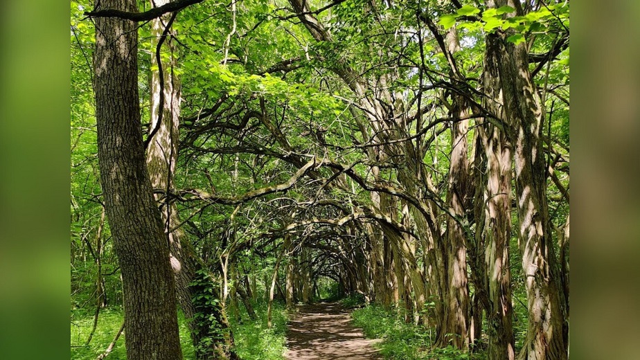 Study showed that besides the well-know benefits of trees, planting ...